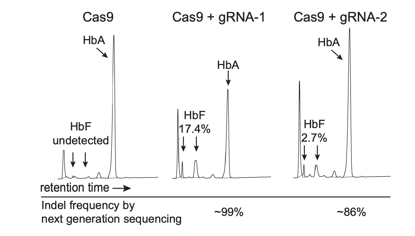 Hemoglobin Variant Analysis | PolyLC